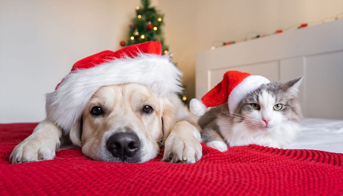 Creating a Successful Pet Marketing Strategy: A Guide - AX Insights